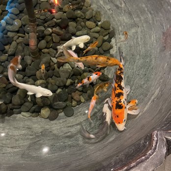 AJA ASIAN CUISINE & LOUNGE - Updated September 2024 - 392 Photos & 271 ...