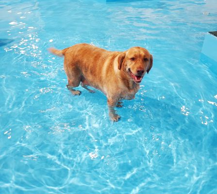 WAG HOTELS - DALLAS/FORT WORTH - Updated October 2025 - 56 Photos & 48 ...