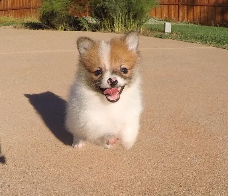 JOE TEACUP PUPPIES - Updated July 2025 - Los Angeles, California - Pet ...