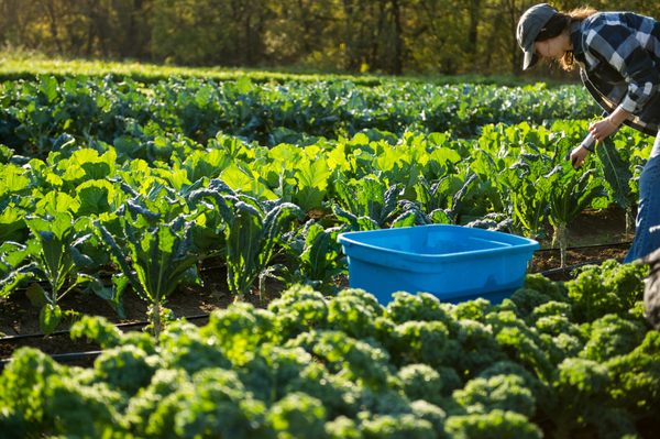 URBAN ROOTS FARM - Updated August 2025 - 67 Photos - 7651 Delwau Ln ...