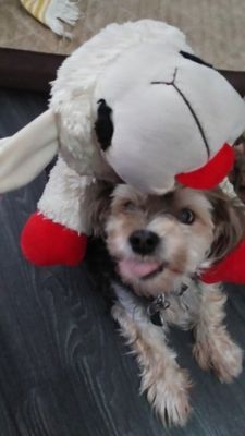 ANIMAL EMERGENCY HOSPITAL OF THE STRAND - Updated September 2025 - 30 ...