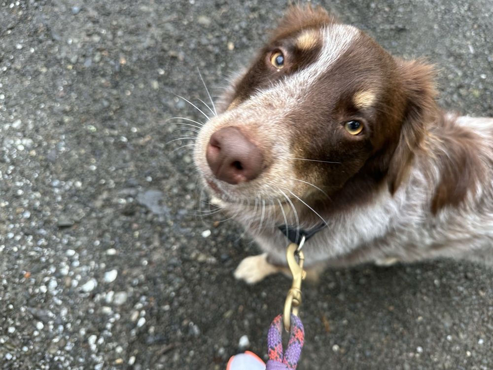 POOCH DOG SPA - Updated May 2026 - 199 Route 299, Highland , New York ...