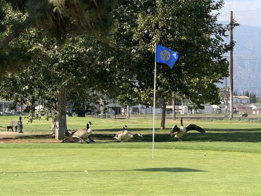 ARCADIA GOLF COURSE - Updated October 2025 - 110 Photos & 176 Reviews ...