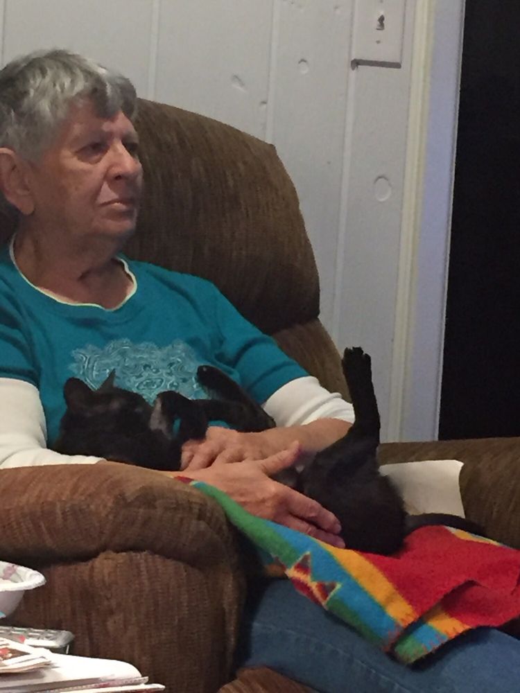 ANGELS VET EXPRESS - Updated March 2025 - 25 Reviews - 11519 State ...
