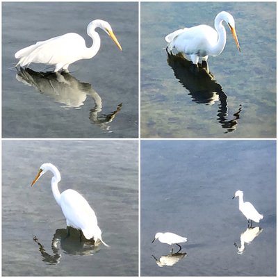 BOLSA CHICA ECOLOGICAL RESERVE - 1301 Photos & 225 Reviews - 3842 ...