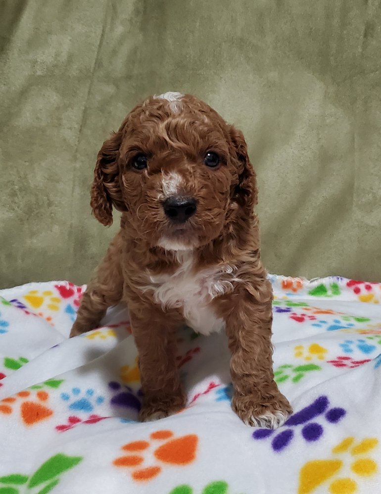 SEATTLE GOLDEN DOODLES - Updated December 2025 - 26 Photos & 15 Reviews ...