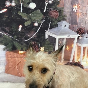 PAWS R US - Updated June 2024 - 78 Photos & 46 Reviews - 7955 N Cedar ...