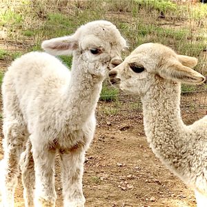 HUMMING DESERT ALPACAS - Updated July 2025 - 25 Photos - 25 Arroyito Rd ...