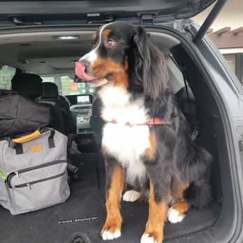 FUREVER GROOMING - Updated January 2026 - 212 Photos & 65 Reviews ...