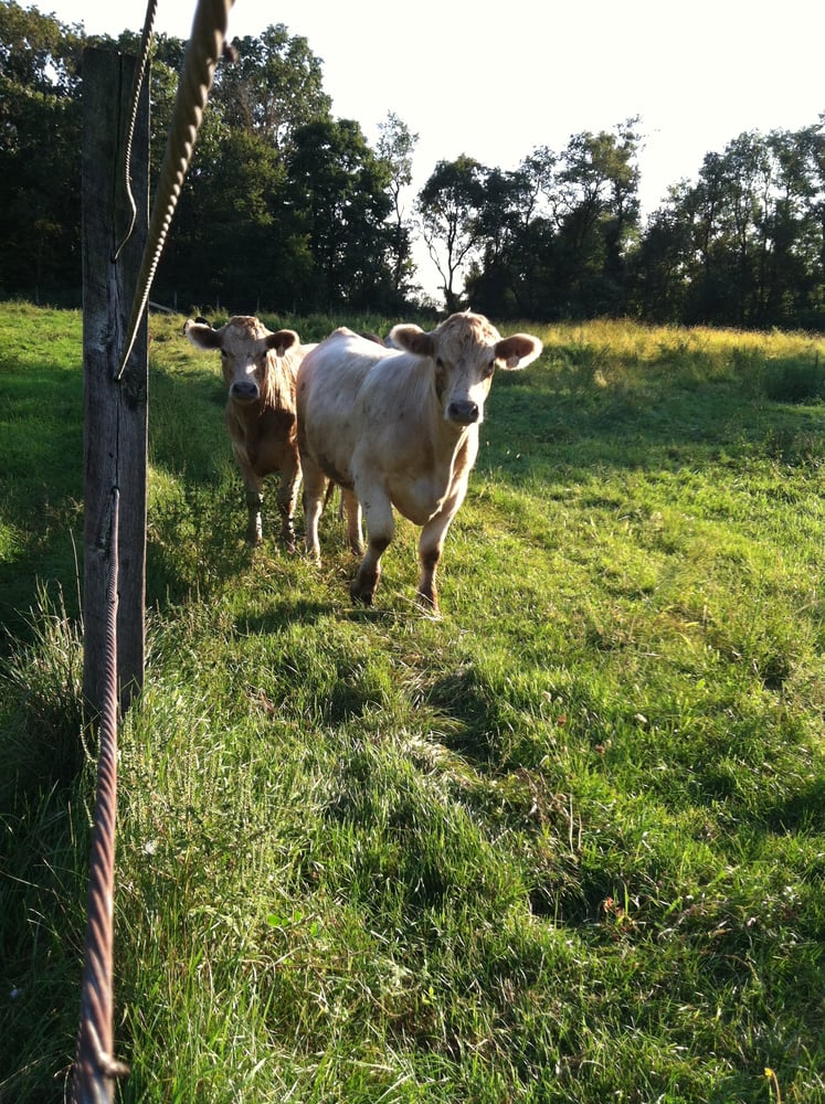 SUNSET VALLEY FARMS - Updated March 2025 - 55 Kreyssig Rd, Broad Brook ...