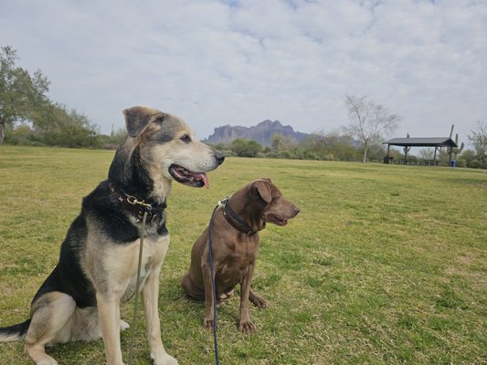 SIDE BY SIDE DOG TRAINING - Updated June 2025 - Request Consultation ...