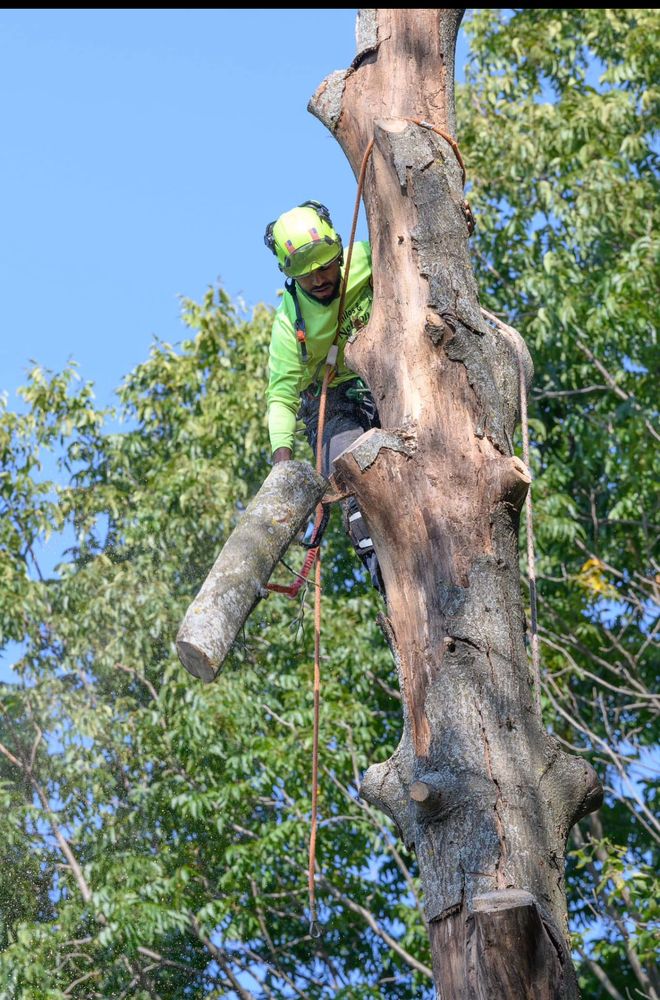 NELSON TREE SERVICES - Updated October 2025 - 15 Photos - Beloit ...