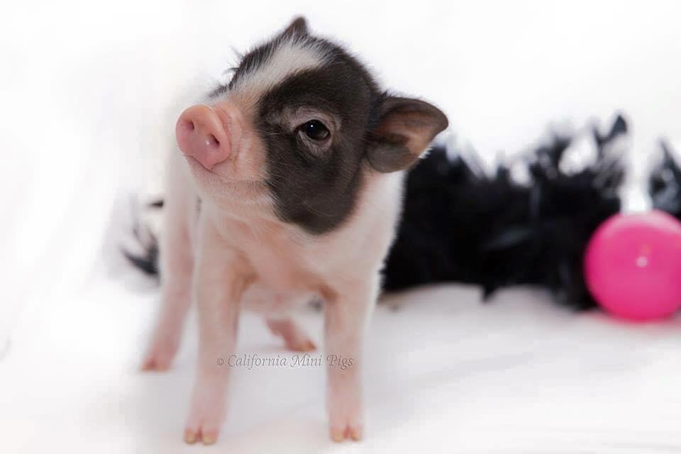 CALIFORNIA MINI PIGS - Updated April 2024 - 20 Photos - Igo, California ...