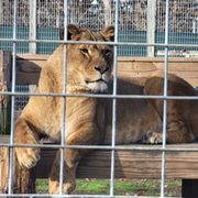 TIGER WORLD - 368 Photos & 97 Reviews - 4400 Cook Rd, Rockwell, NC - Yelp