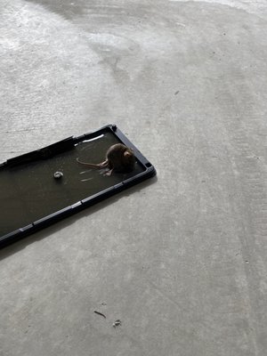 PRO ACTIVE PEST CONTROL - Updated January 2026 - 31 Photos & 218 ...