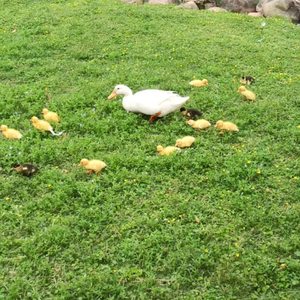 CAUBLE PARK AT ACWORTH BEACH - Updated October 2024 - 50 Photos & 13 ...