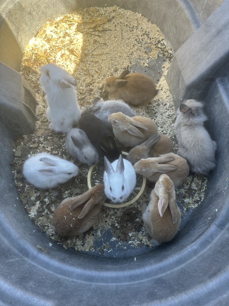 XEN’S CRITTERS - Updated December 2025 - 19 Photos - 1023 Danielson ...