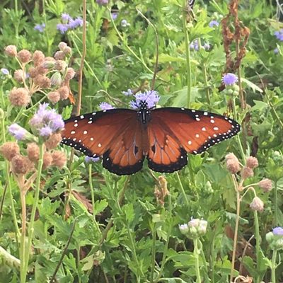 MAMMEN FAMILY PUBLIC LIBRARY - Updated October 2025 - 26 Photos - 131 ...