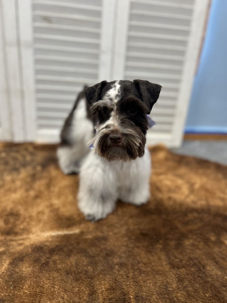 COUNTRY CANINE CLIPS - Updated September 2025 - 14 Photos - 200 ...