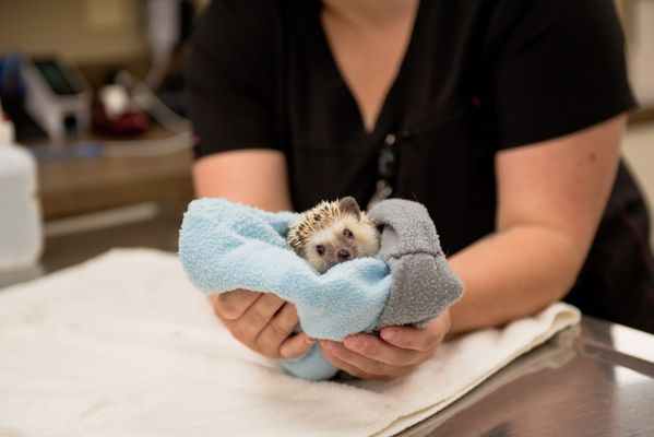 RIVERVIEW ANIMAL CLINIC - Updated December 2025 - 51 Photos & 52 ...