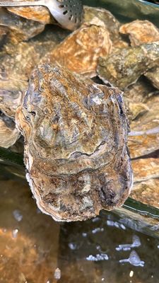 MAXIM MARKET - Updated October 2025 - 131 Photos & 90 Reviews - 1930 ...