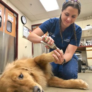 MASSACHUSETTS VETERINARY REFERRAL HOSPITAL - Updated July 2025 - 68 ...