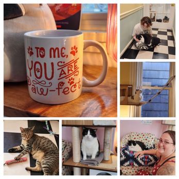 LANCATSTER CAT CAFE - Updated December 2025 - 222 N Duke St, Lancaster ...