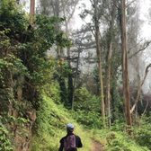 Mount Sutro - 251 Photos & 99 Reviews - Parks - Medical Ctr Way, Inner ...