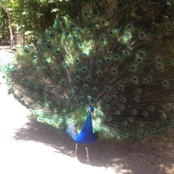GREATER VANCOUVER ZOO - Updated August 2024 - 185 Photos & 69 Reviews ...