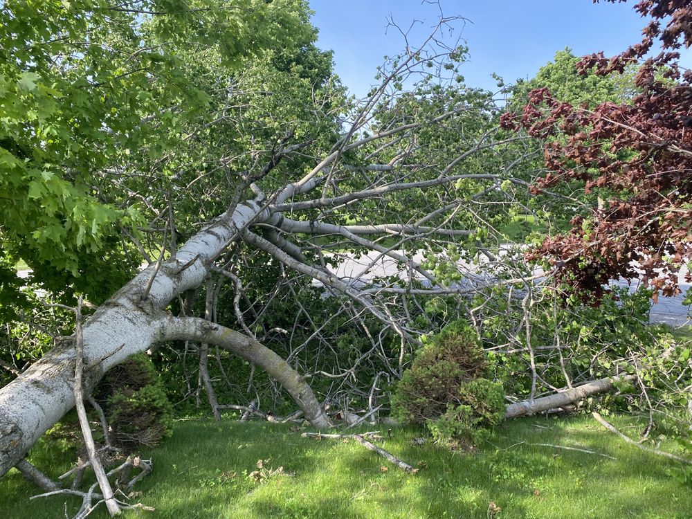 ADDISON TREE CARE - Updated December 2025 - Request a Quote - Toronto ...