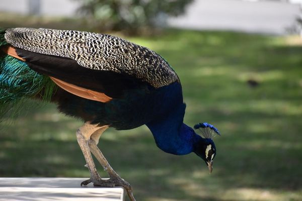 FLOYD LAMB PARK AT TULE SPRINGS - Updated January 2026 - 1418 Photos ...