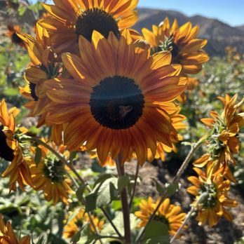 BLOOM RANCH OF ACTON - Updated March 2025 - 101 Photos & 38 Reviews ...