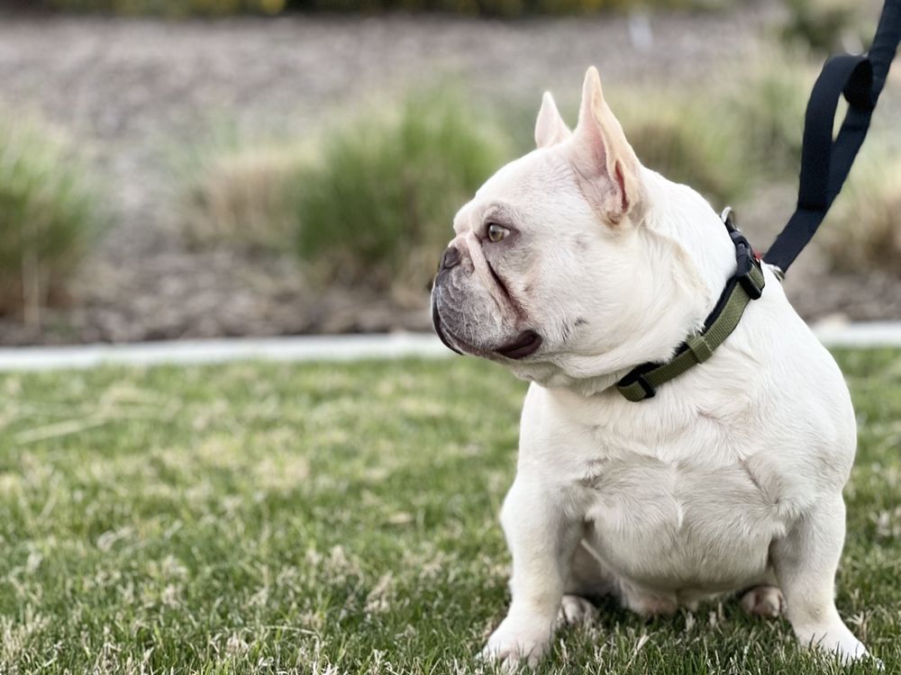 SAN DIEGOS FINEST FRENCHIES - Chula Vista, California - Pet Services ...