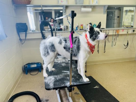 PAW FECT PETS GROOMING SALON - Updated October 2025 - 39 Photos & 13 ...