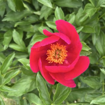 SILO RIDGE PEONY FARM - Updated December 2025 - 2064 225th St, Milford ...