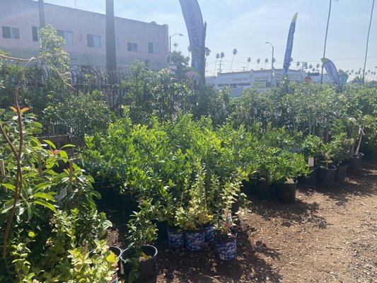 AAL MATERIALS - 10 Photos - Nurseries & Gardening - 2901 W Jefferson ...