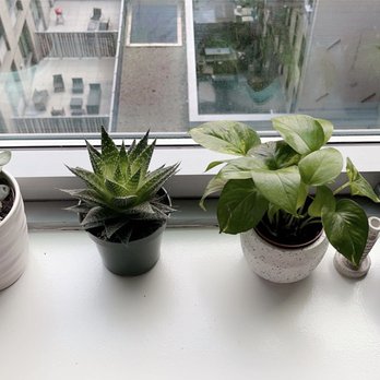 NOBLE PLANTS - Updated December 2025 - 49 Photos & 96 Reviews - 106 W ...