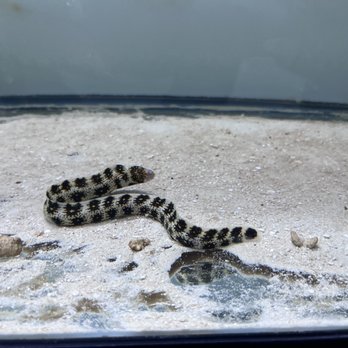 CK FISH WORLD - 403 Photos & 427 Reviews - 541 North Azusa Ave, West ...