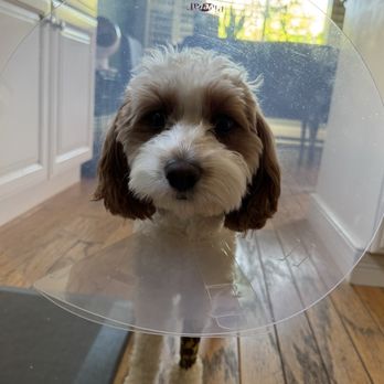 SOUTH COUNTY VETERINARY HOSPITAL - Updated October 2025 - 31 Photos ...