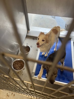 DOWNEY ANIMAL CARE CENTER - Updated May 2024 - 295 Photos & 278 Reviews ...