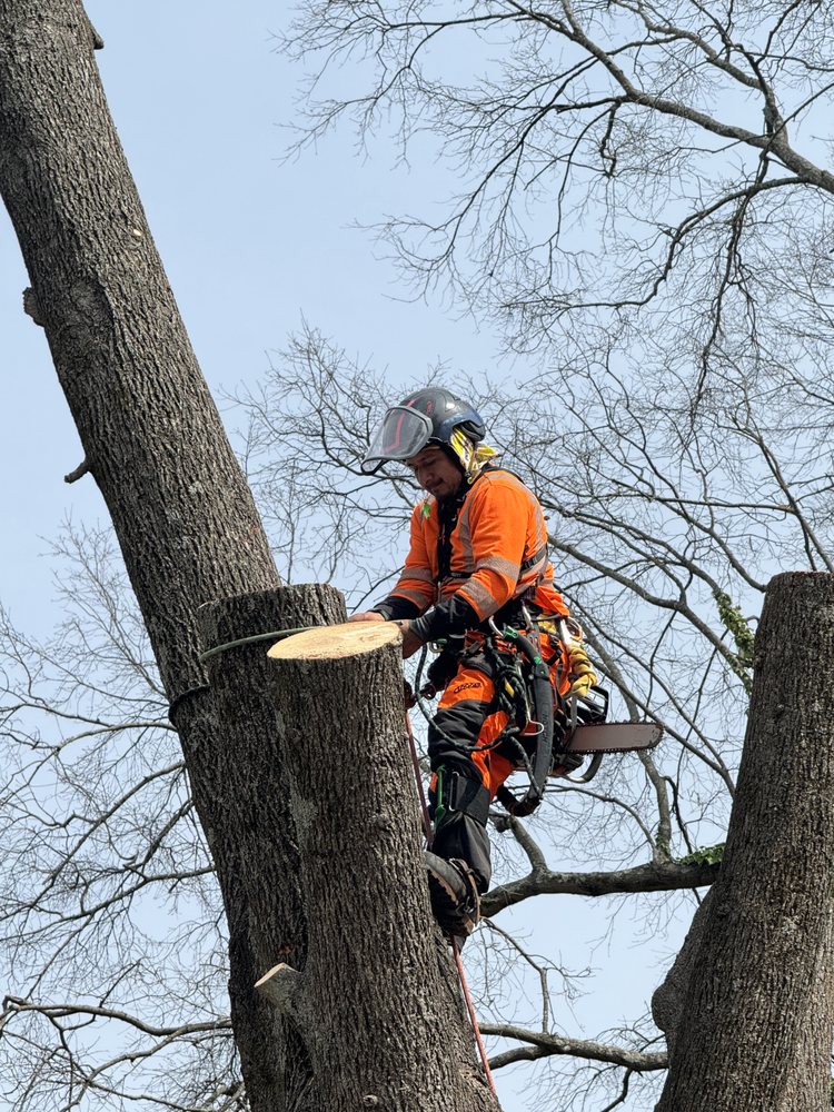 LEANA TREE SERVICE - Updated April 2025 - Request a Quote - 19 Photos ...