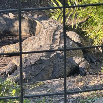 CROC ENCOUNTERS - Updated August 2025 - 297 Photos & 151 Reviews - 8703 ...