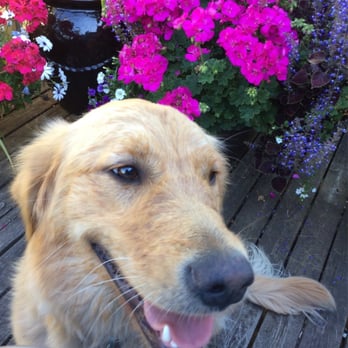 AHIMSA DOG TRAINING - Updated January 2026 - 57 Photos & 212 Reviews ...