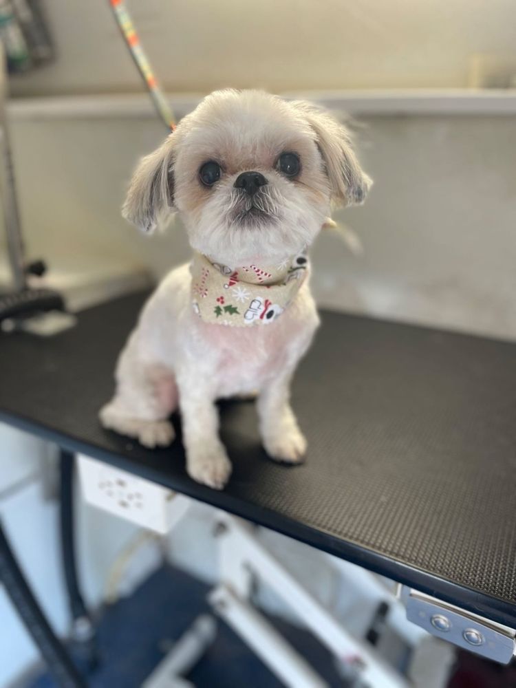 PAWGO - Updated October 2024 - 20 Photos - Henderson, Nevada - Pet ...