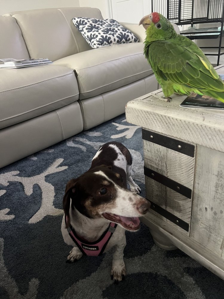 WESTLAKE ANIMAL INN PET RESORT & GROOMING - Updated December 2025 - 11 ...