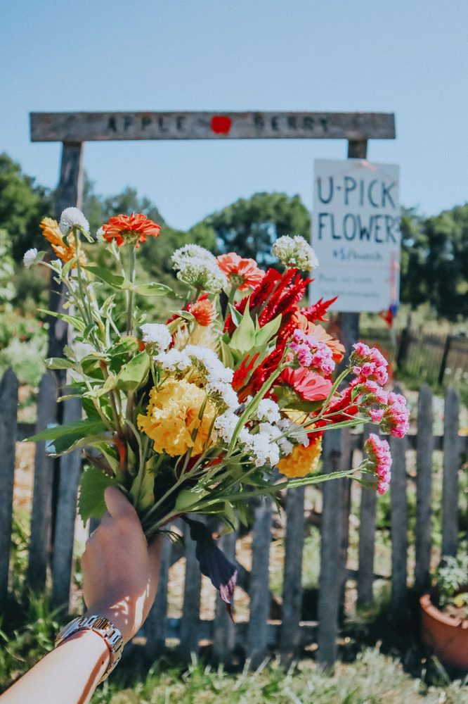 APPLEBERRY FARM - Updated June 2024 - 31 Photos & 12 Reviews - 8079 ...