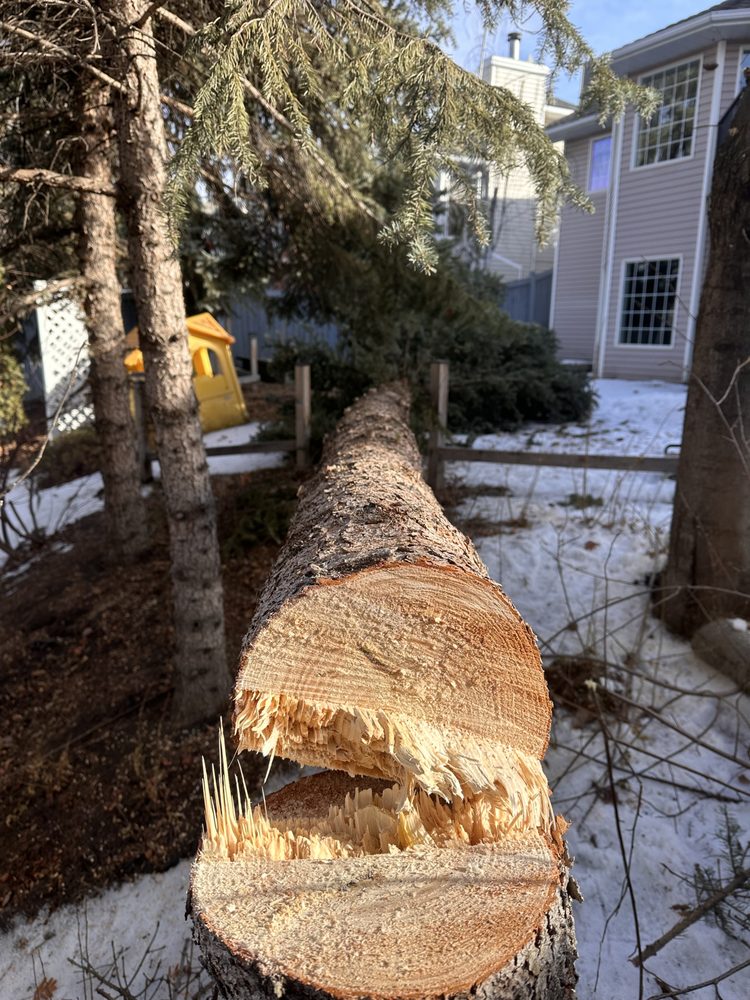 MAYDAY TREE SERVICES - Updated October 2024 - 15 Photos - 42 Gordon ...