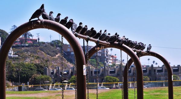 DEL REY LAGOON - Updated June 2025 - 117 Photos & 48 Reviews - 6660 ...