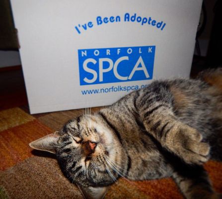 NORFOLK SPCA - Updated June 2026 - 24 Photos & 62 Reviews - 916 ...