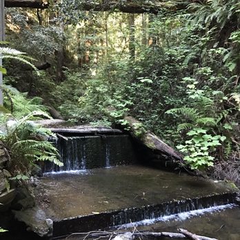 BUTANO STATE PARK - Updated August 2024 - 289 Photos & 117 Reviews ...